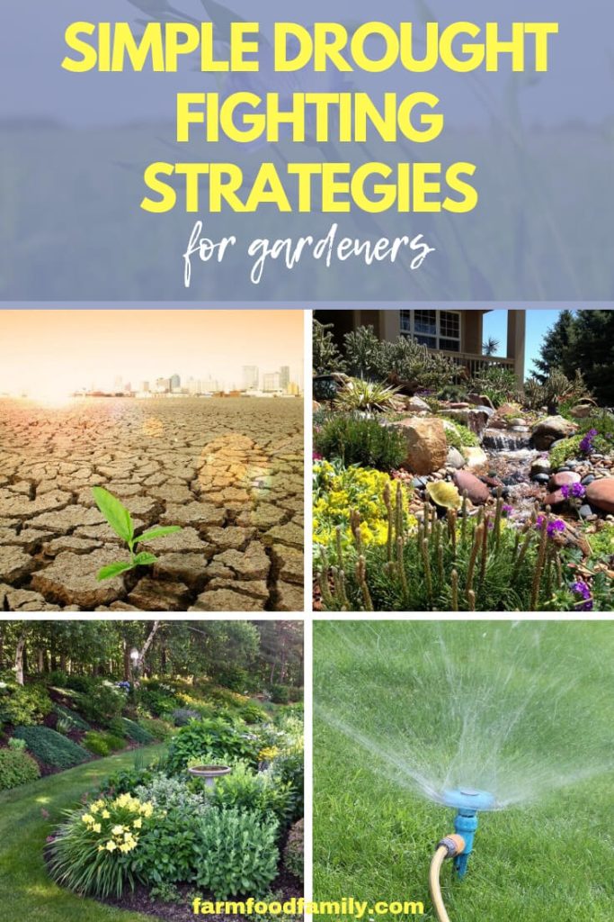 Simple Drought Fighting Strategies for Gardeners - FarmFoodFamily