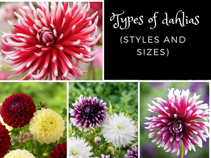 Growing and Caring for Dahlia Flowers: The Definitive Guide [2024 ]