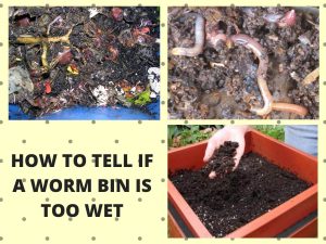 Worm Composting: Troubleshooting Problems in Worm Composting Bins
