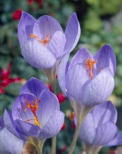 15+ Common Poisonous Plants Affecting Dogs and Cats