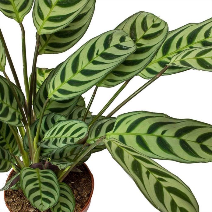 The Maranta Family of Plants: A Short Guide - FarmFoodFamily