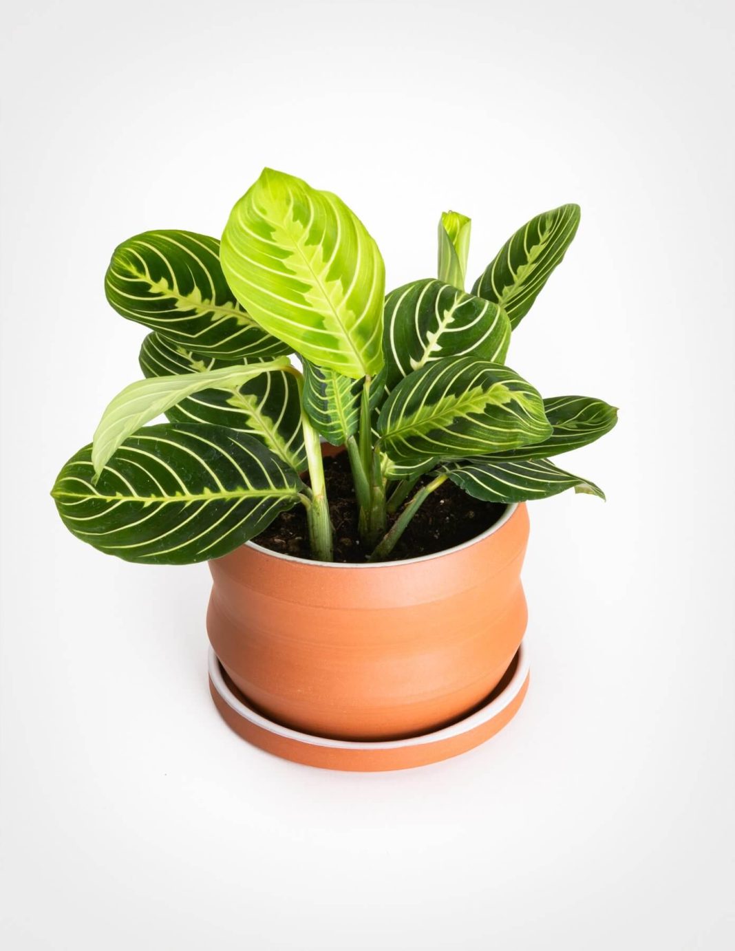 The Maranta Family of Plants: A Short Guide - FarmFoodFamily