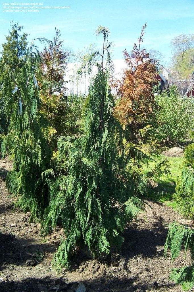 Garden Design for Winter: Design a Garden for Year Round Enjoyment