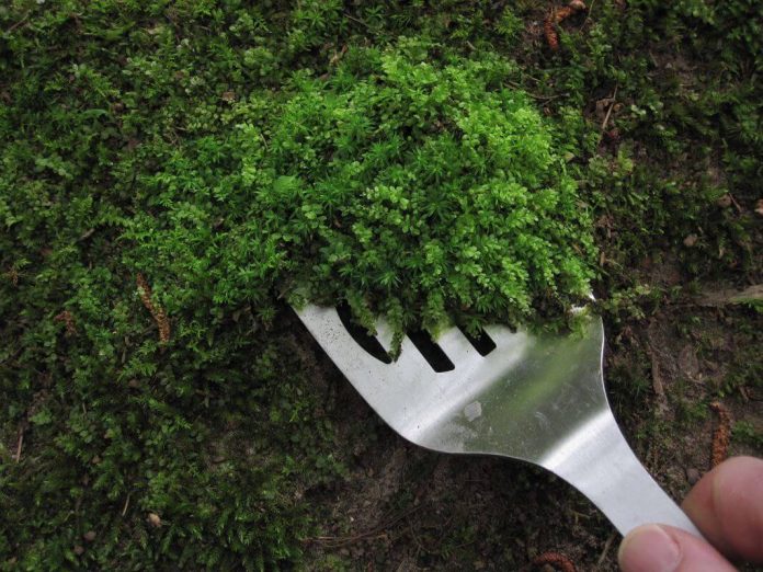 How To Plant Mosses In Your Garden - FarmFoodFamily