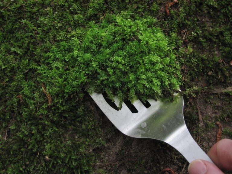 How To Plant Mosses In Your Garden - FarmFoodFamily