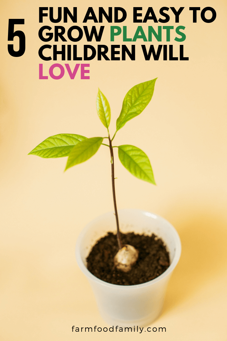 5 Fun And Easy To Grow Plants Children Will Love FarmFoodFamily 5 Fun And Easy To Grow Plants Children Will Love FarmFoodFamily