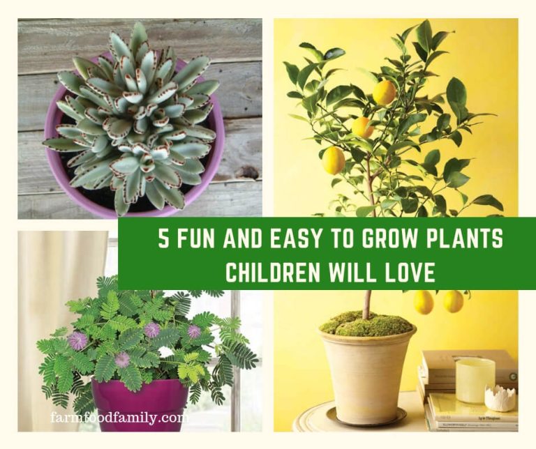 5 Fun and Easy to Grow Plants Children Will Love - FarmFoodFamily