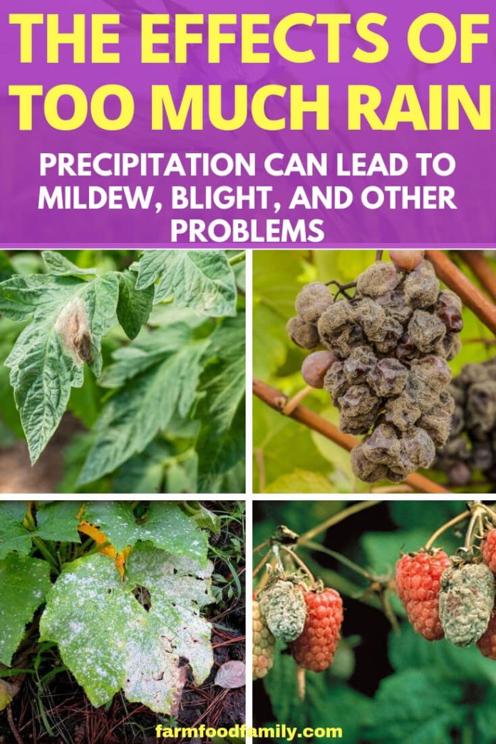 The Effects of Too Much Rain on the Garden - FarmFoodFamily