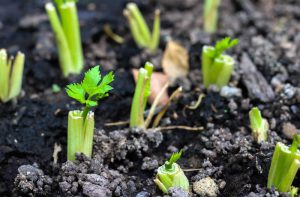 Grow Organic Celery in the Home Vegetable Garden - FarmFoodFamily