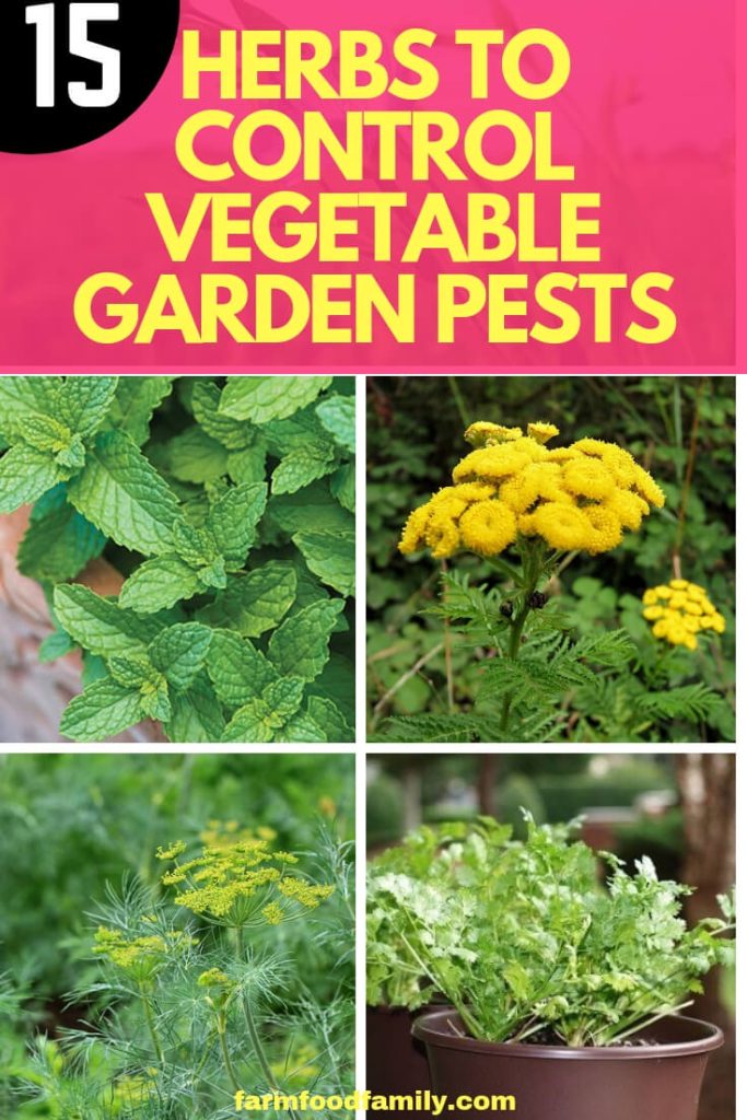 15 Plant Herbs to Control Vegetable Garden Pests - FarmFoodFamily