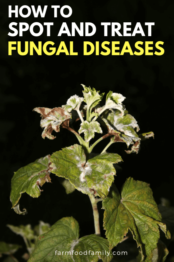 How to Spot and Treat Fungal Diseases - FarmFoodFamily