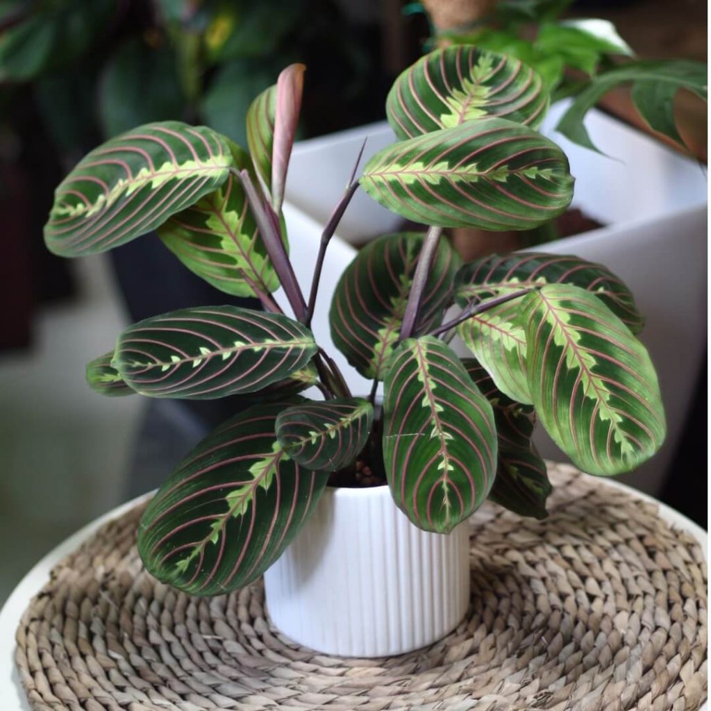 The Maranta Family of Plants: A Short Guide - FarmFoodFamily
