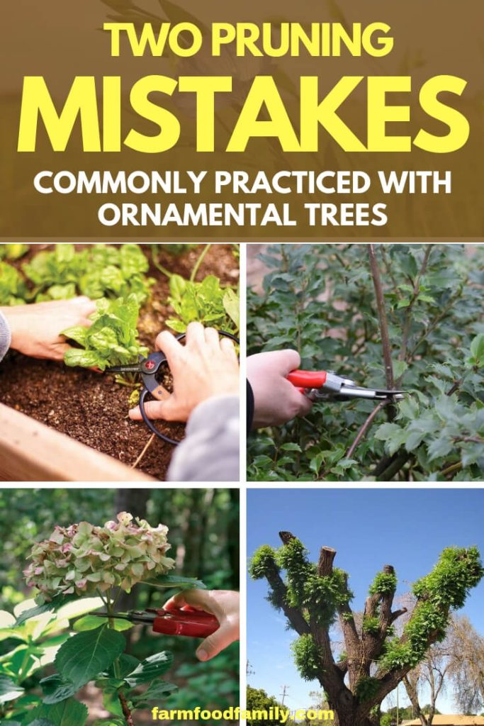 2 Pruning Mistakes Commonly Practiced with Ornamental Trees
