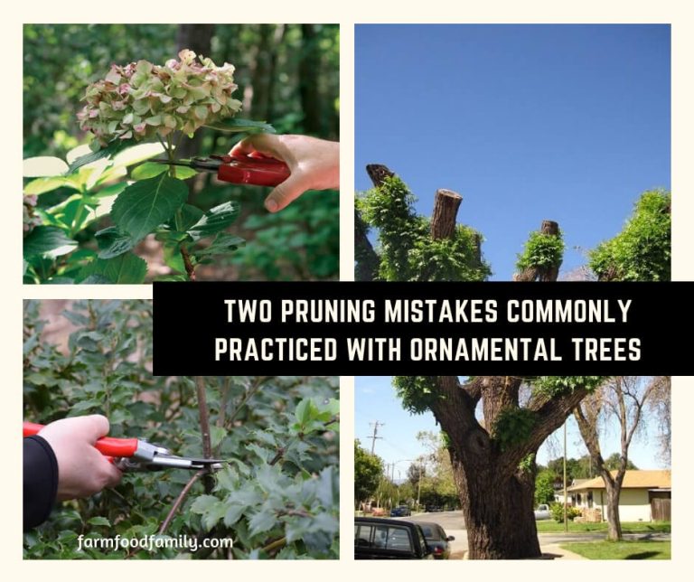 2 Pruning Mistakes Commonly Practiced with Ornamental Trees
