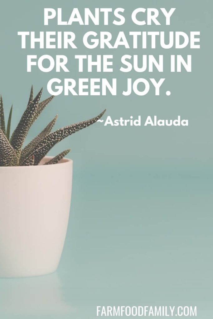 16 Quotes for Houseplant Lovers (Indoor Gardening) - FarmFoodFamily