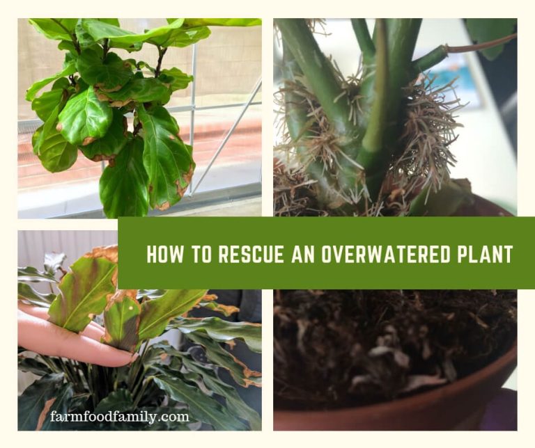 How to Rescue an Overwatered Plant: 5 Steps - FarmFoodFamily