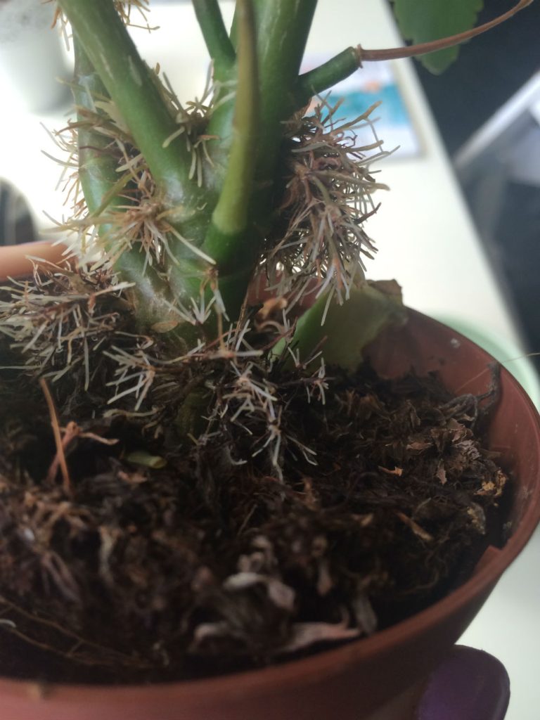 How to Rescue an Overwatered Plant: 5 Steps - FarmFoodFamily