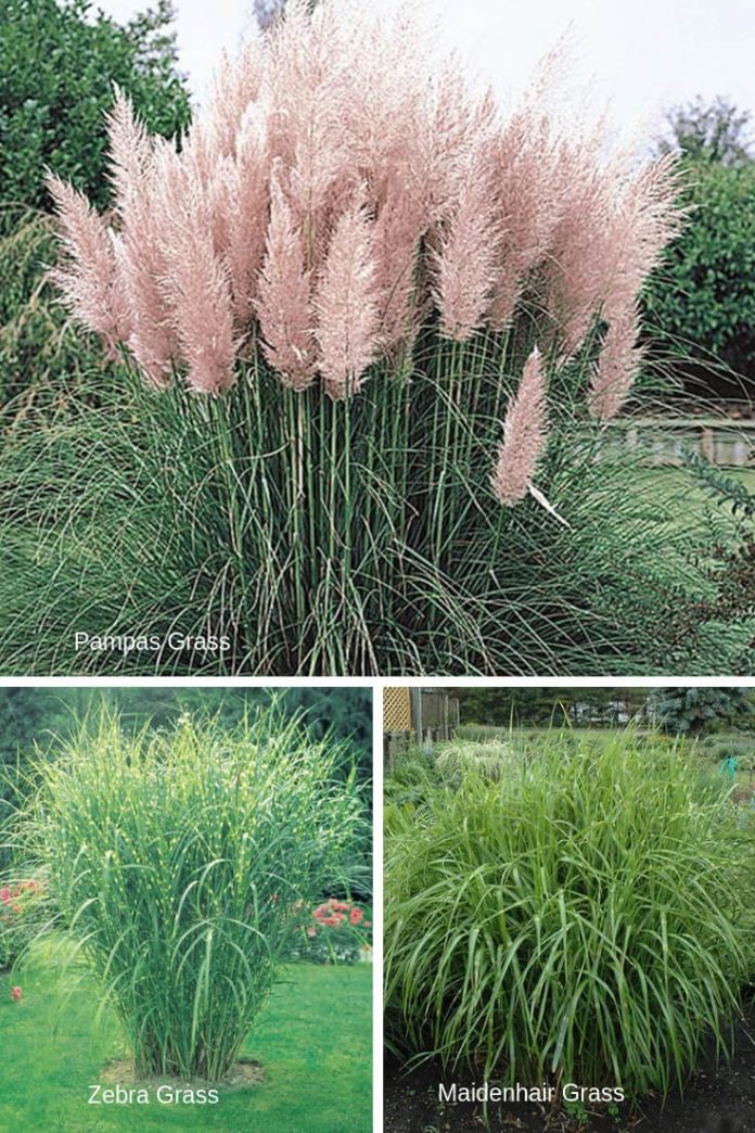 Garden Design for Winter: Design a Garden for Year Round Enjoyment