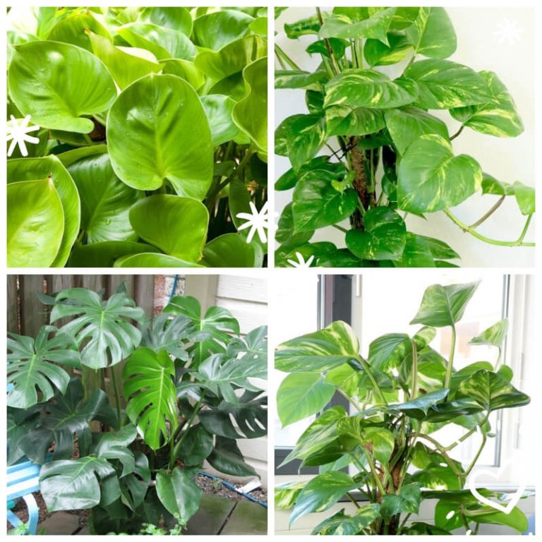 15 Most Popular Houseplants - How to Identify and Care (Images)