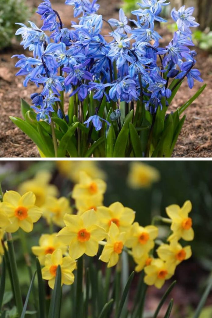 Spring-blooming Bulbs Design Ideas - FarmFoodFamily
