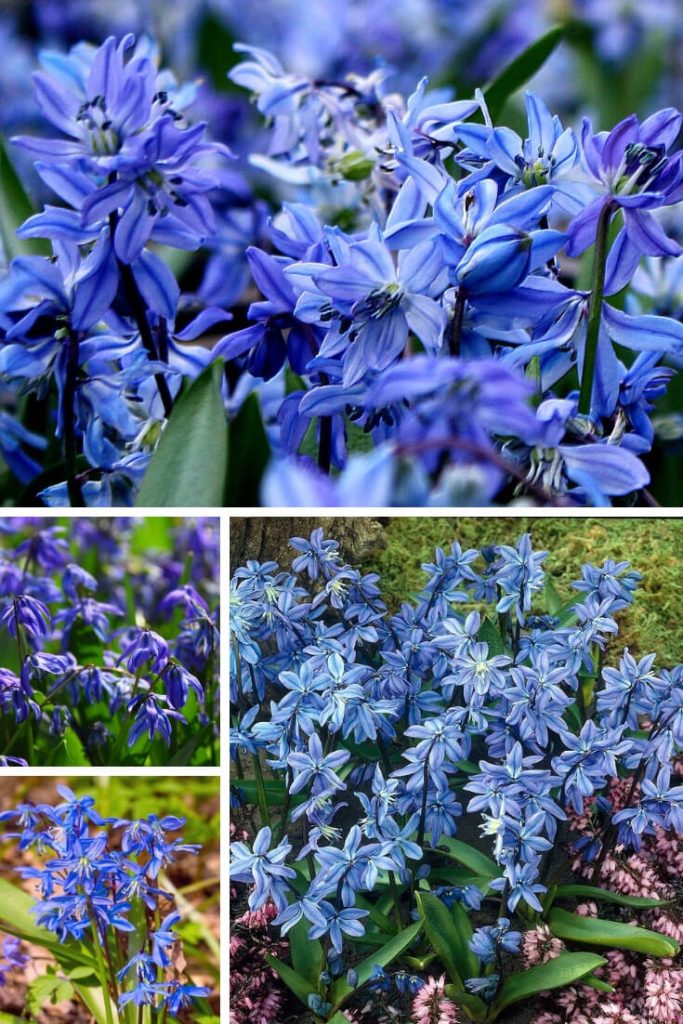 Spring-blooming Bulbs Design Ideas - FarmFoodFamily