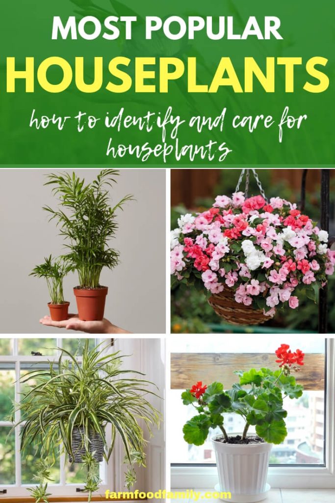 15 Most Popular Houseplants - How to Identify and Care (Images)