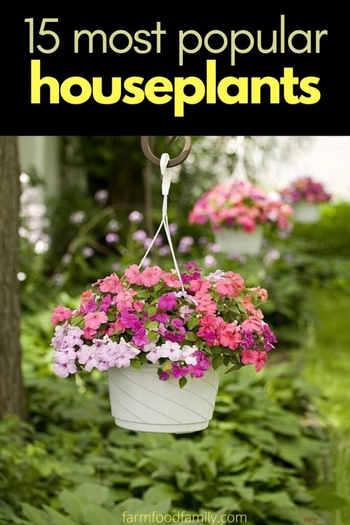 15 Most Popular Houseplants - How to Identify and Care (Images)