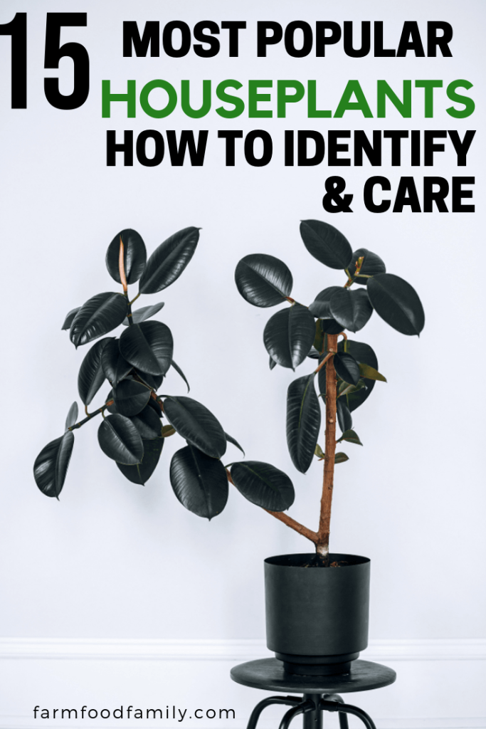 15 Most Popular Houseplants - How to Identify and Care (Images)