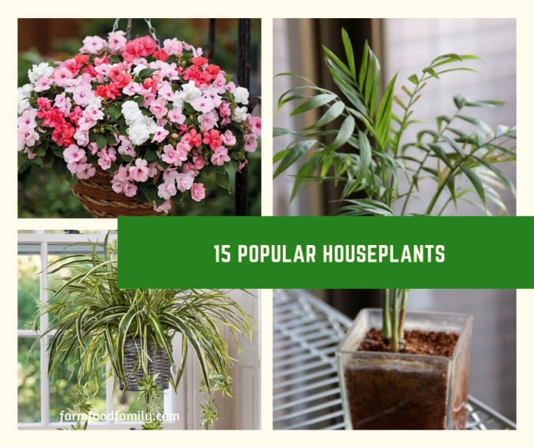 15 Most Popular Houseplants - How to Identify and Care (Images)