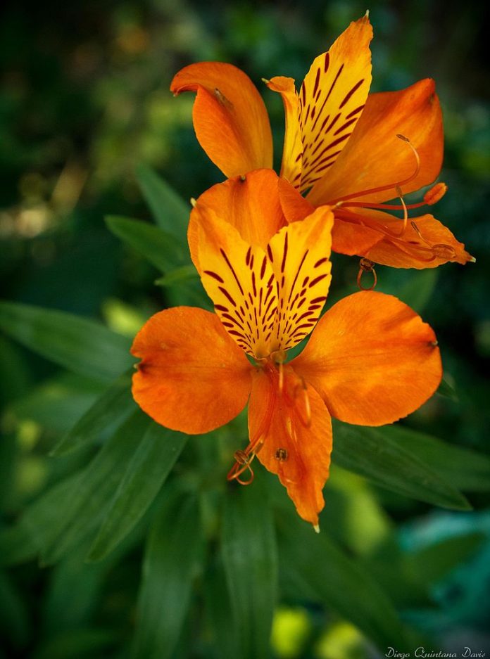 36+ Different Types of Orange Flowers With Names & Pictures (A-Z)