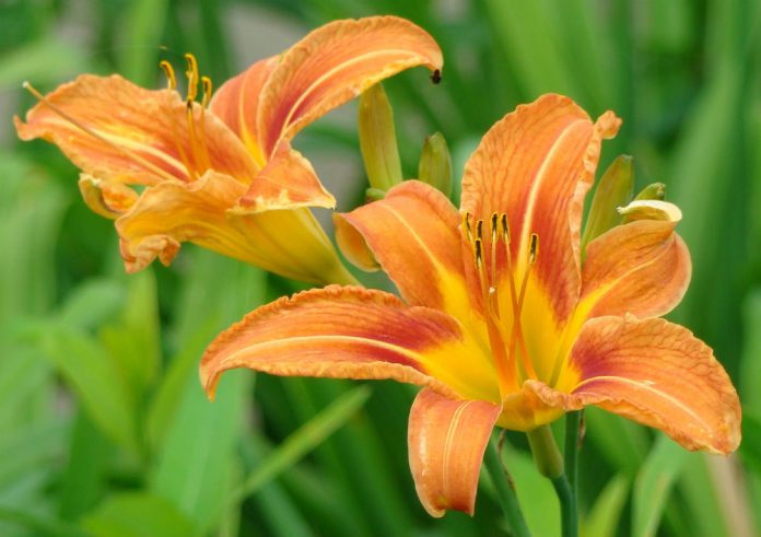 36+ Different Types of Orange Flowers With Names & Pictures (A-Z)