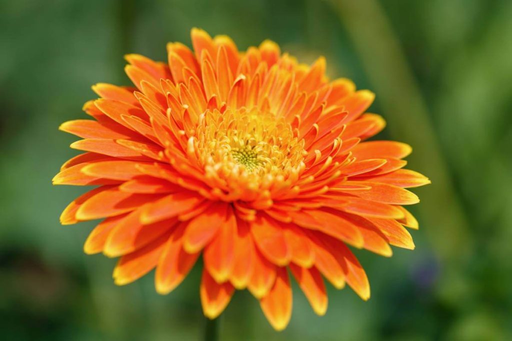 36+ Different Types of Orange Flowers With Names & Pictures (A-Z)