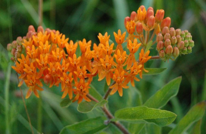 36+ Different Types of Orange Flowers With Names & Pictures (A-Z)