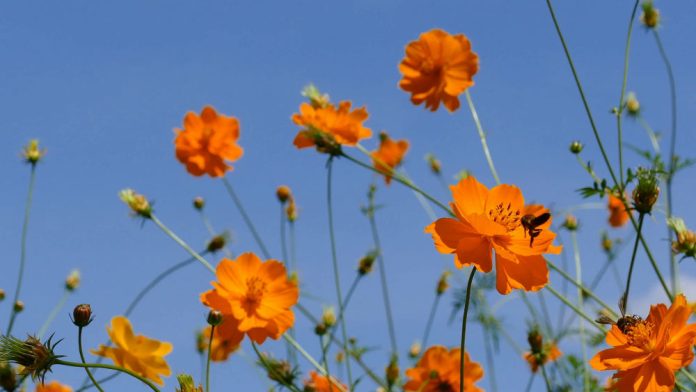 36+ Different Types of Orange Flowers With Names & Pictures (A-Z)