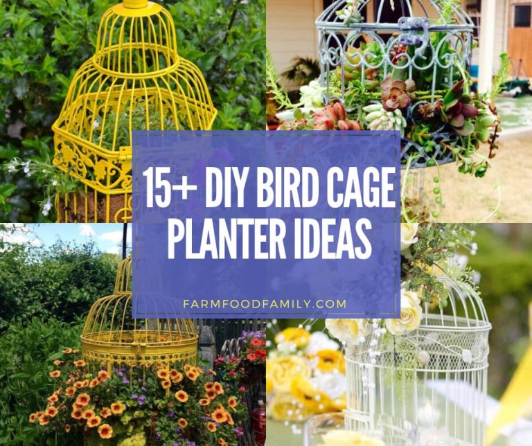 15+ Best Repurposed Bird Cage Planter Ideas for 2024