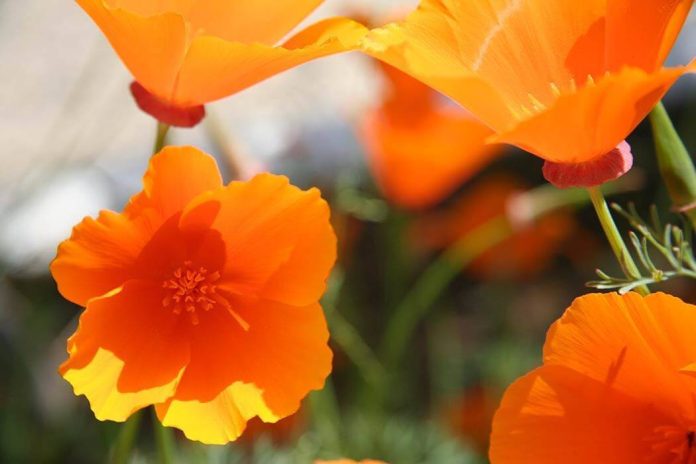 36+ Different Types of Orange Flowers With Names & Pictures (A-Z)