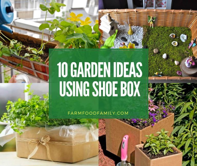 10+ Best Repurposed Garden Ideas Using Shoe Box