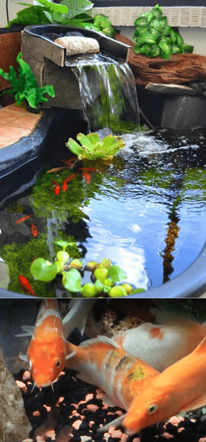 10+ Awesome Backyard Aquarium Ideas & Designs For 2024