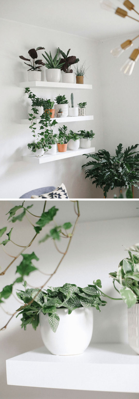 15+ Best DIY Indoor Plant Wall Projects & Ideas For 2024