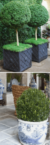 17+ Best DIY Container Topiary Ideas & Designs For Your Home 2024