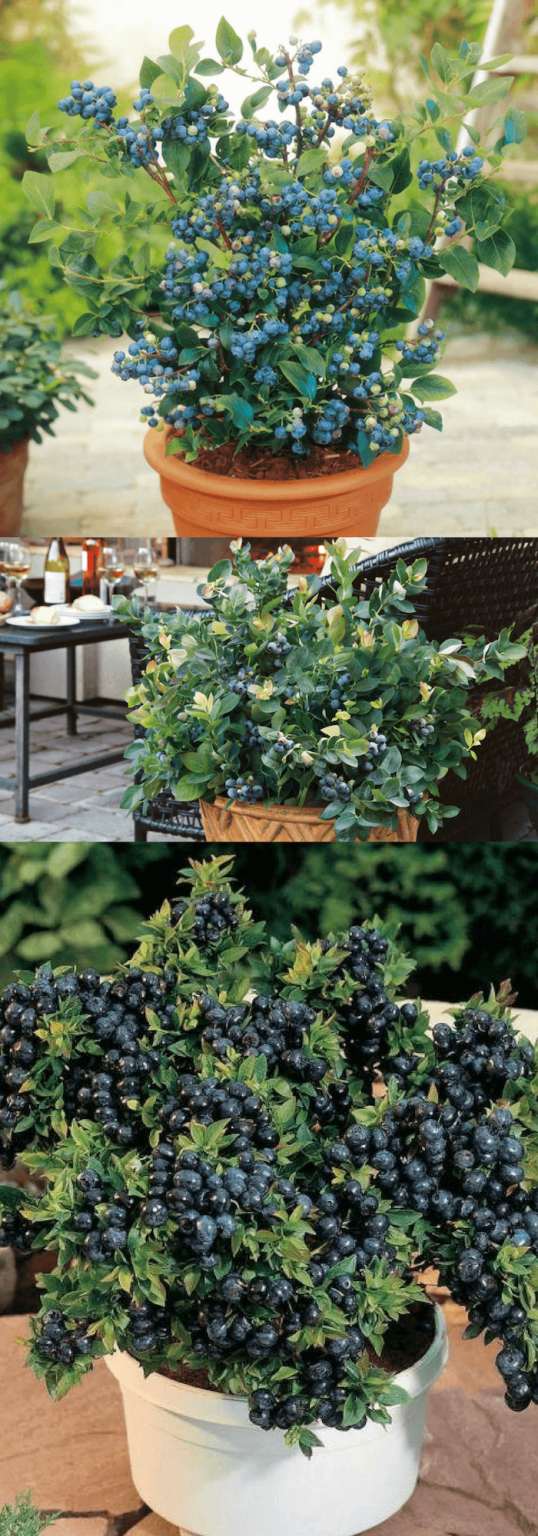 21+ Clever Ideas on How to Grow Veggies and Fruits in Pots