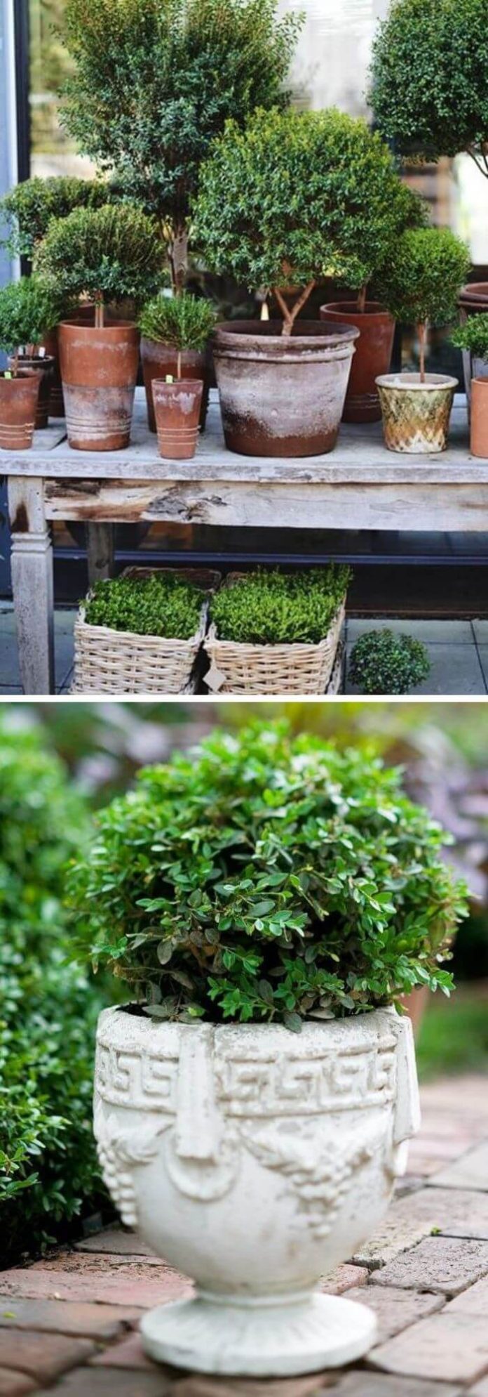 17+ Best DIY Container Topiary Ideas & Designs For Your Home 2024