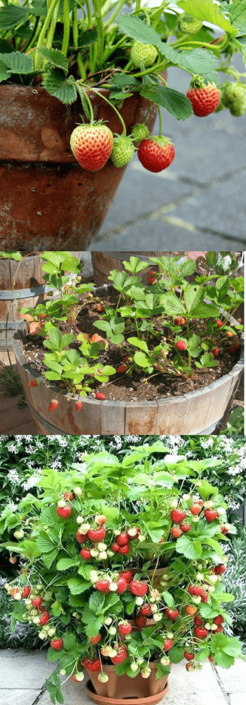 21+ Clever Ideas on How to Grow Veggies and Fruits in Pots