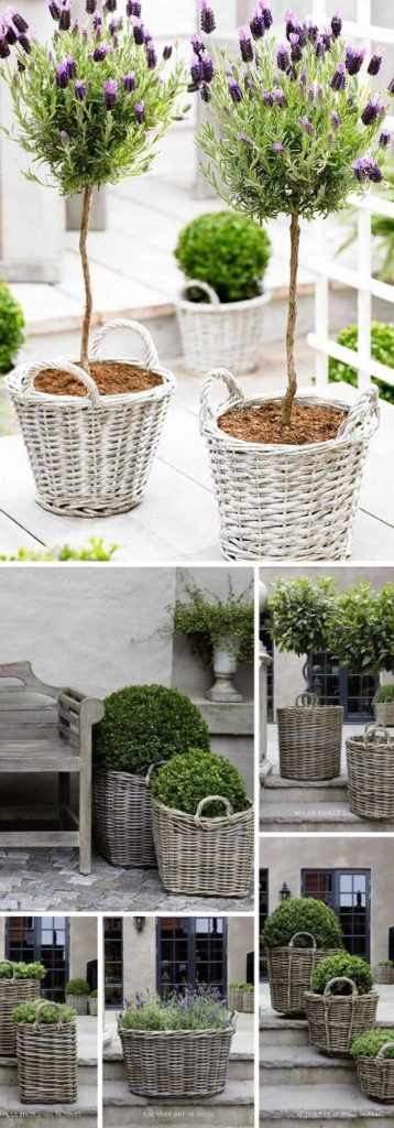 17+ Best DIY Container Topiary Ideas & Designs For Your Home 2024