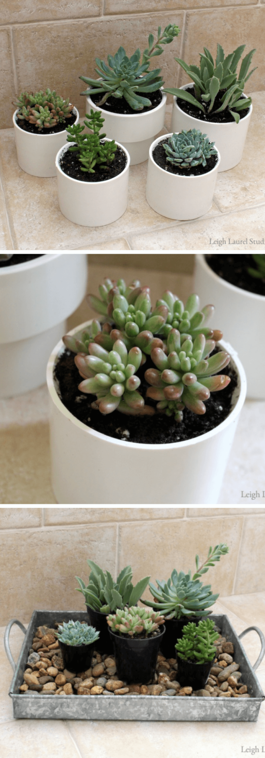 13+ Best DIY PVC Pipe Planters for Your Garden 2024