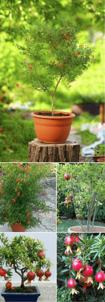 21+ Clever Ideas on How to Grow Veggies and Fruits in Pots