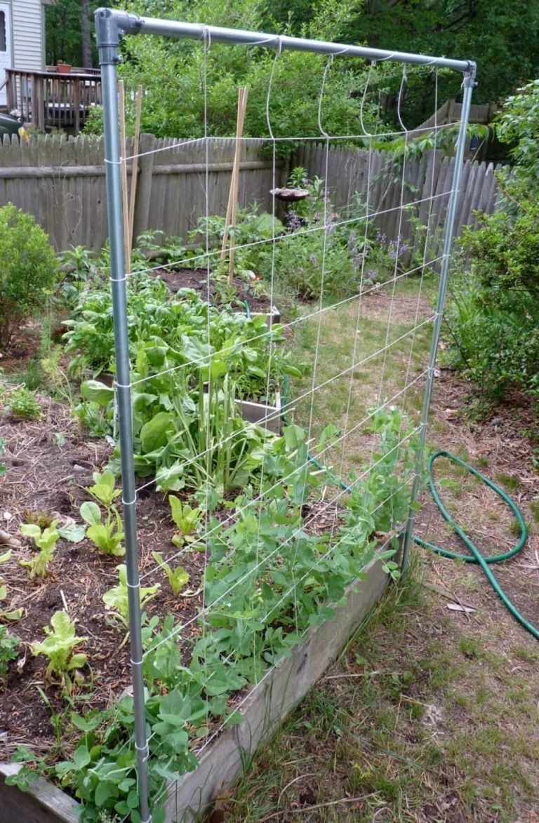 15+ DIY Pea Trellis Ideas for Productive & Beautiful Gardens (2024)