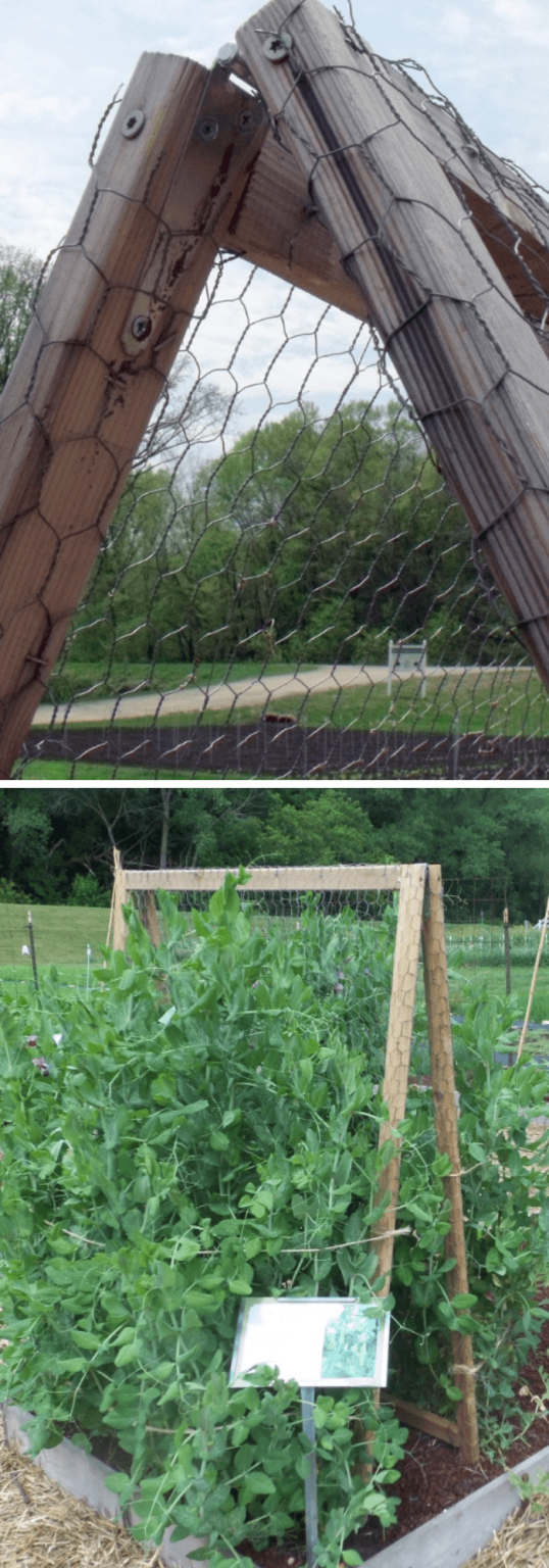 15+ DIY Pea Trellis Ideas for Productive & Beautiful Gardens (2024)