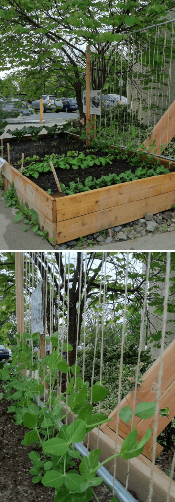 15+ DIY Pea Trellis Ideas for Productive & Beautiful Gardens (2024)