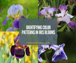 Identifying Color Patterns in Iris Blooms - FarmFoodFamily